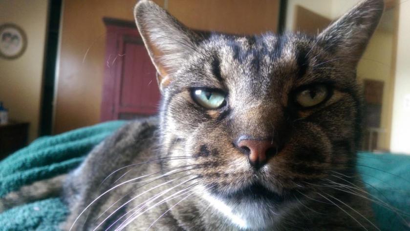 MacKenzie Speaks: Christmas is for Cats – Yarn, Books & Roses