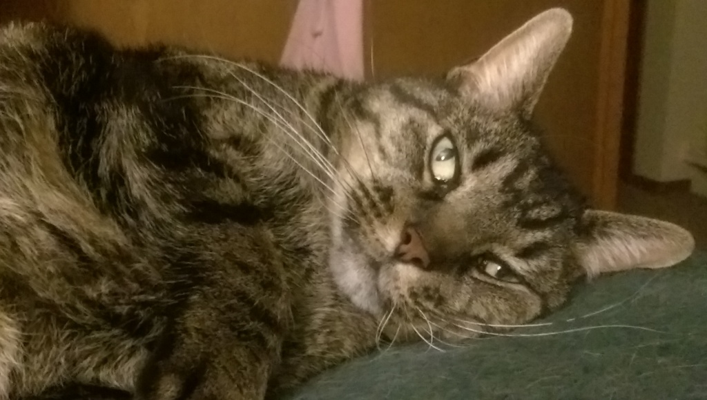 MacKenzie Speaks: The Mother of Cats Came Home! – Yarn, Books & Roses