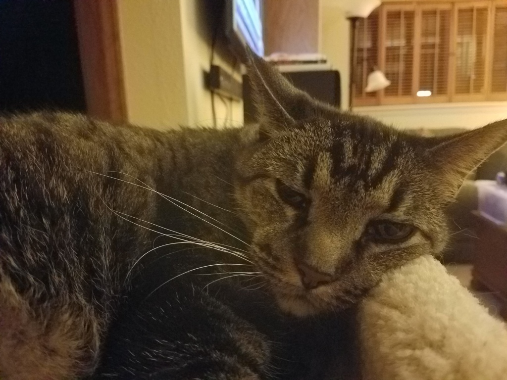 MacKenzie Speaks: The No Good, Horrible, Very Bad Cat Day – Yarn, Books ...