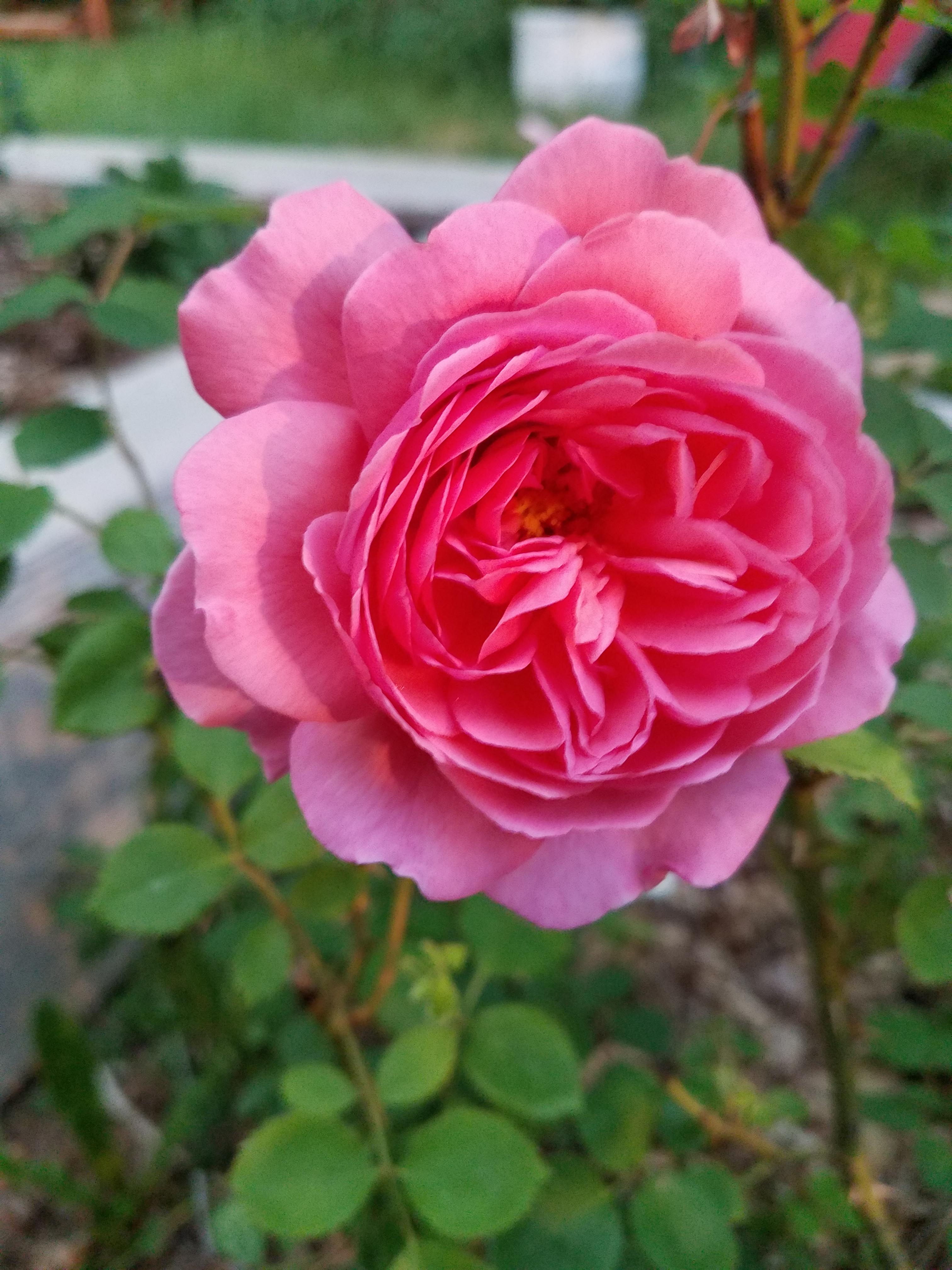 Return to the Garden – Yarn, Books & Roses