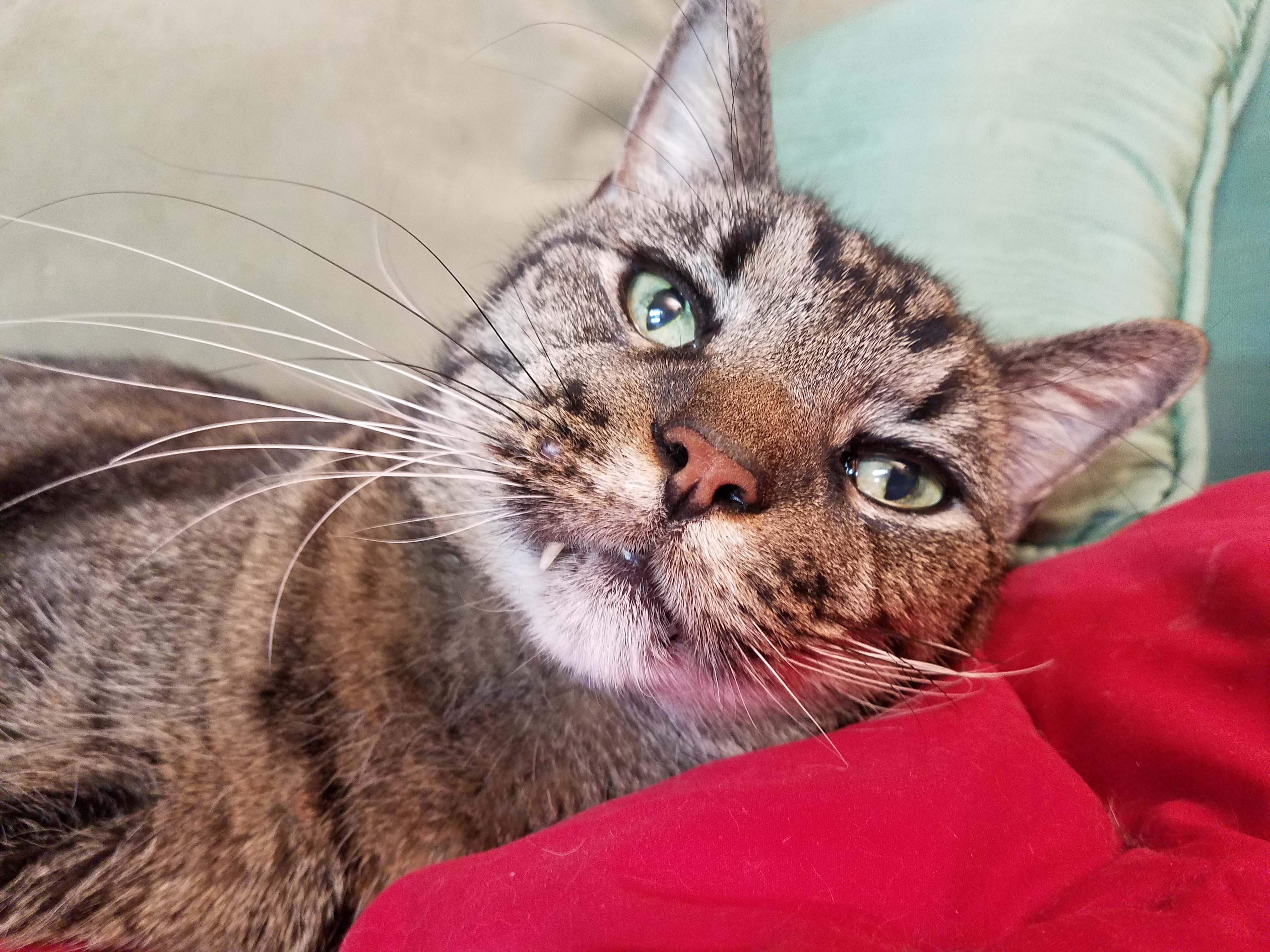 MacKenzie Speaks: All the Little Things – Yarn, Books & Roses