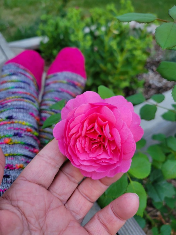 Assigned Pooling – Yarn, Books & Roses